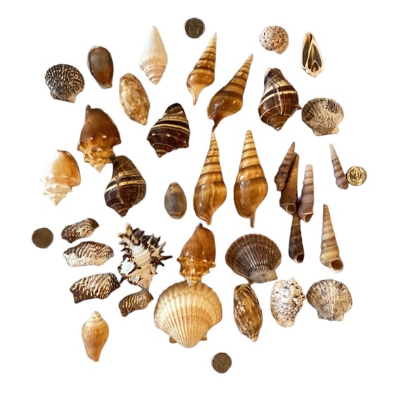 No Brand | Accents | Lot Of 35 Large Small Beautiful Shells See ...